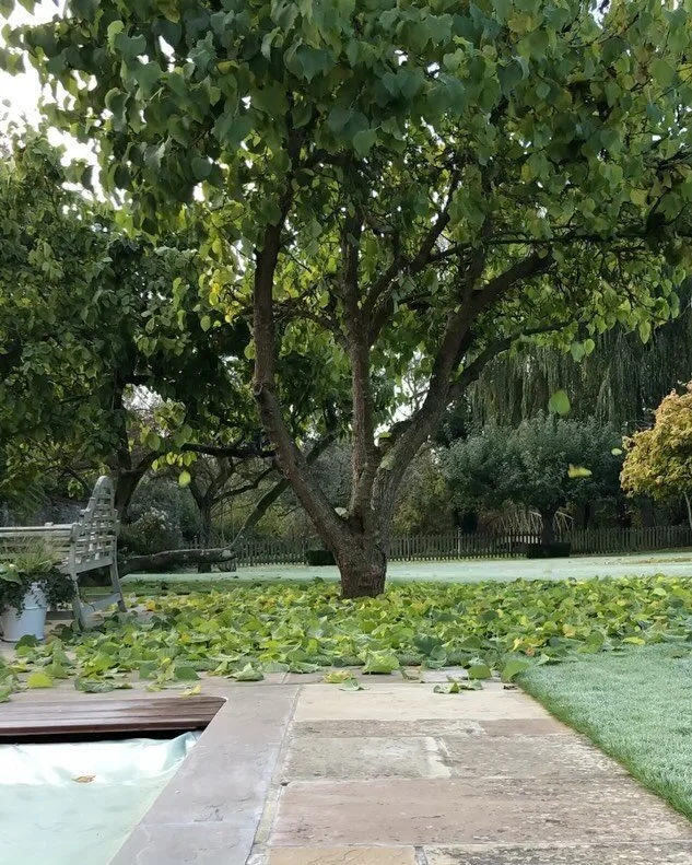 Ali Hamilton Interiors