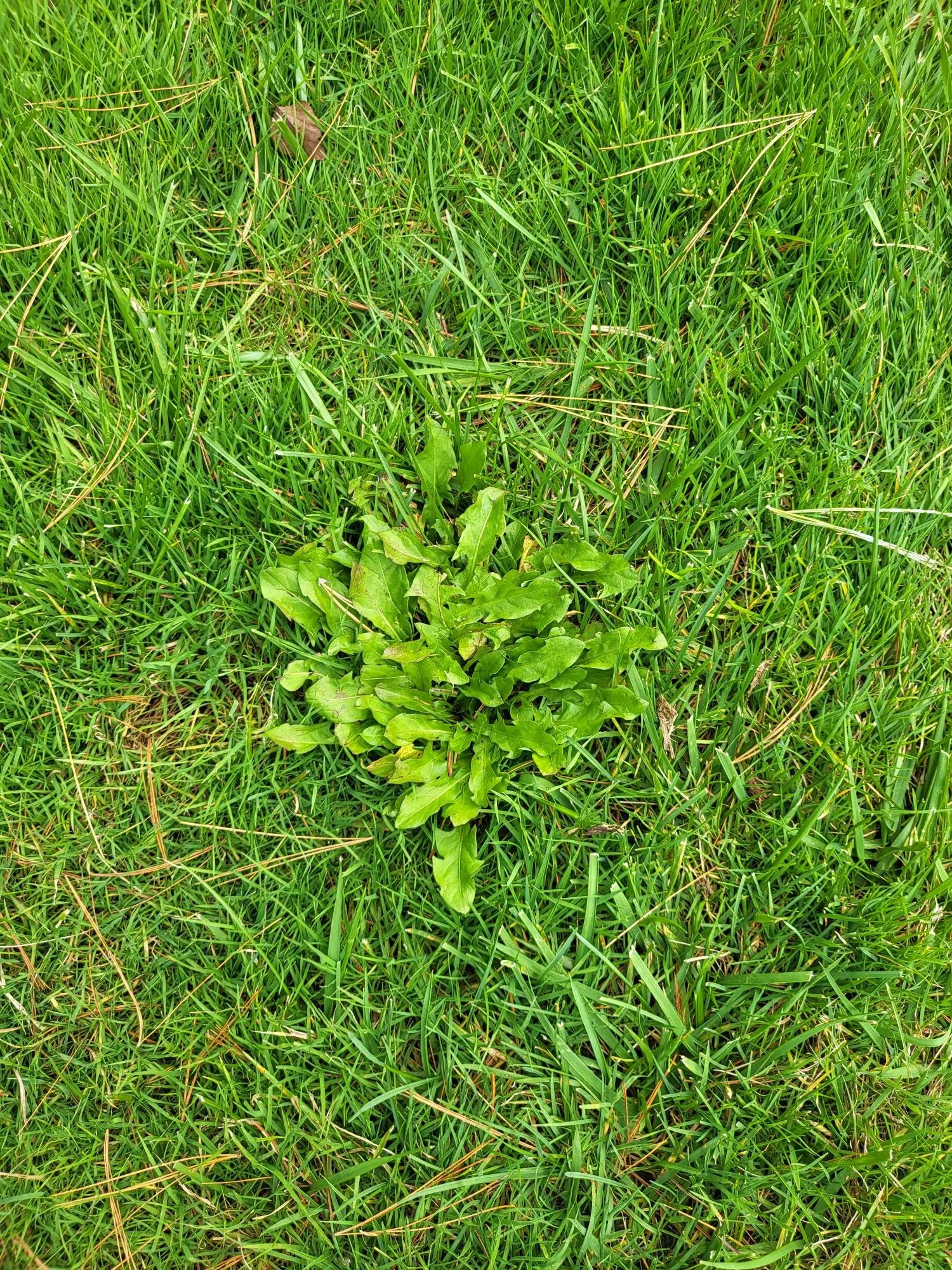 Tough Turf Solutions