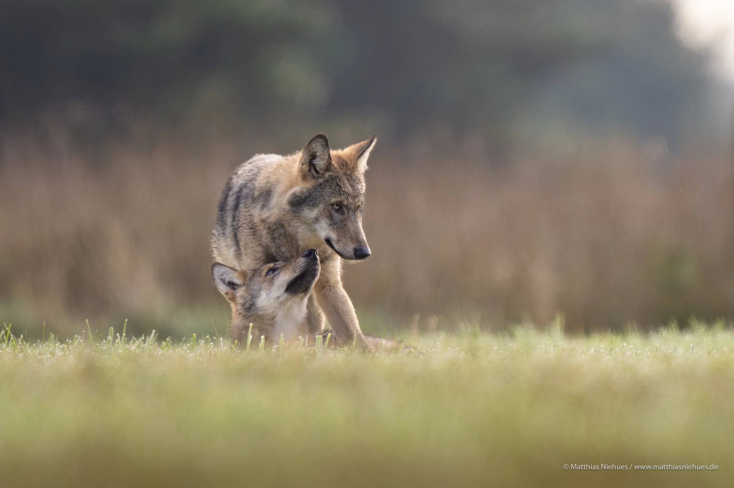 NEWS — Life Wild Wolf