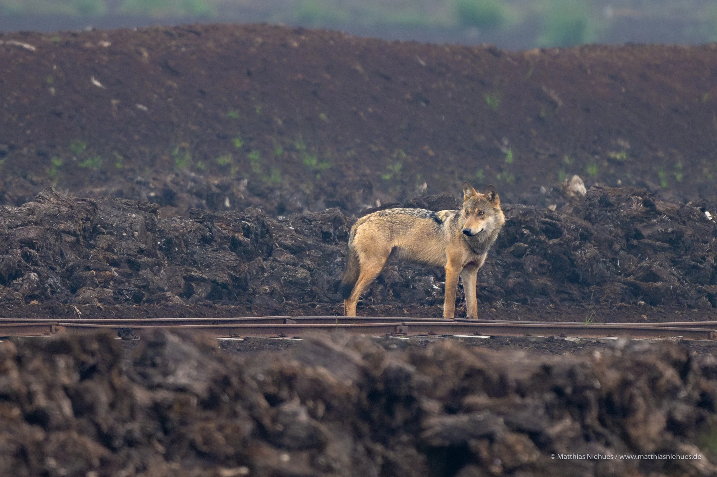 Life Wild Wolf