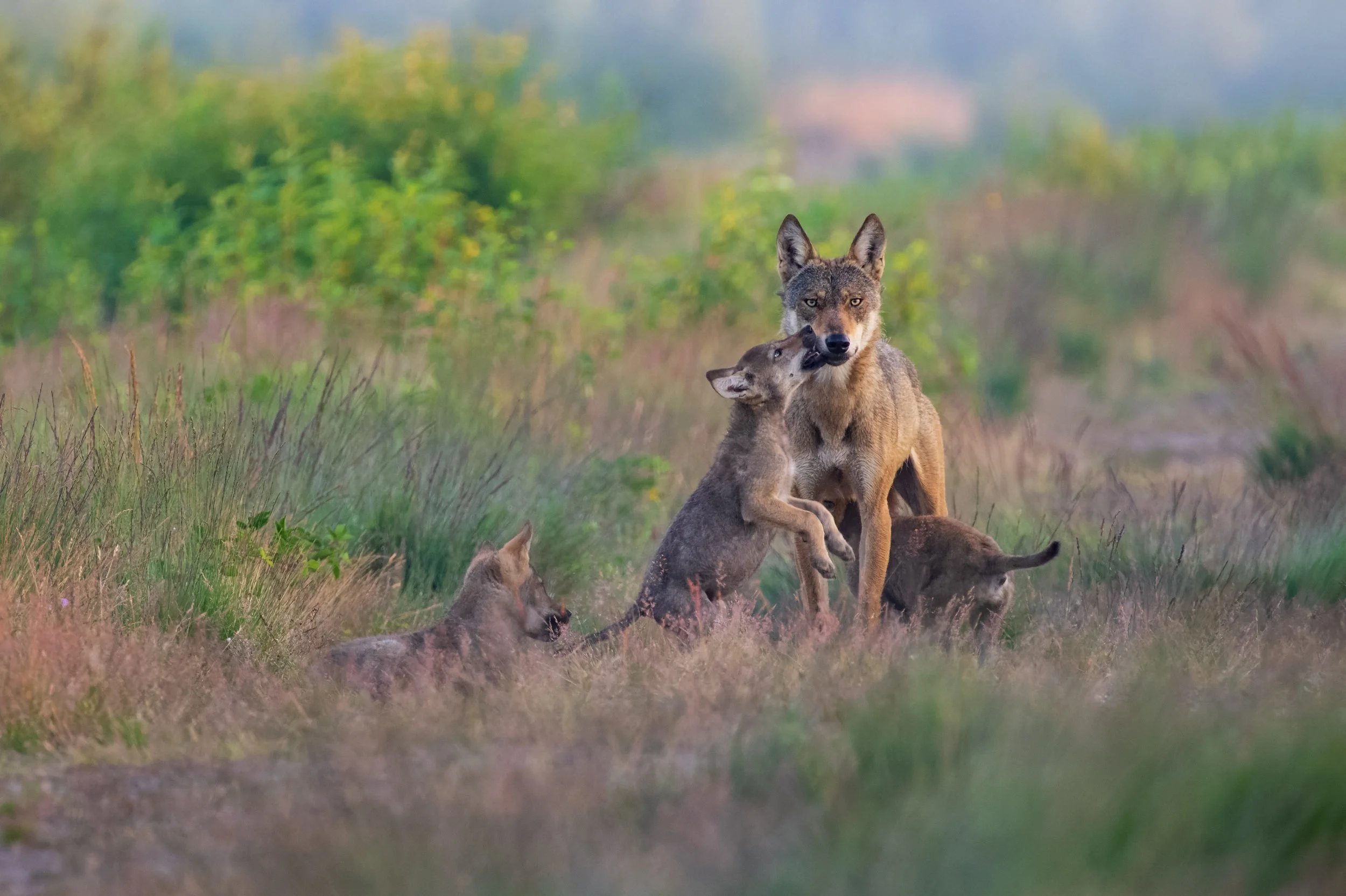 ENCOUNTERS — Life Wild Wolf