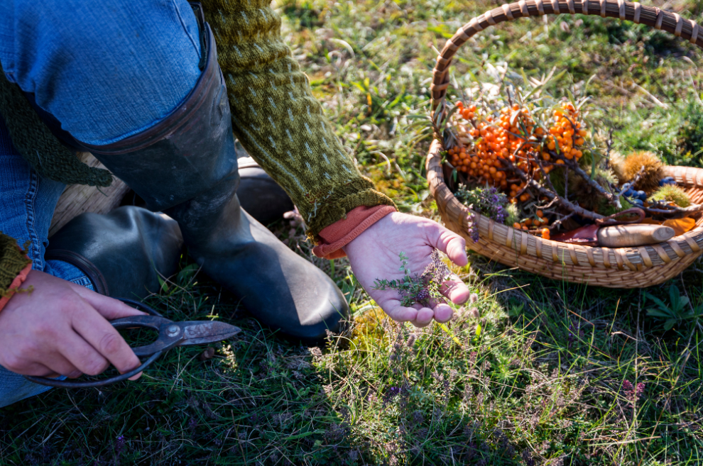 Foraging: An Unlikely Stormwater Pollution Solution — Clean River Partners