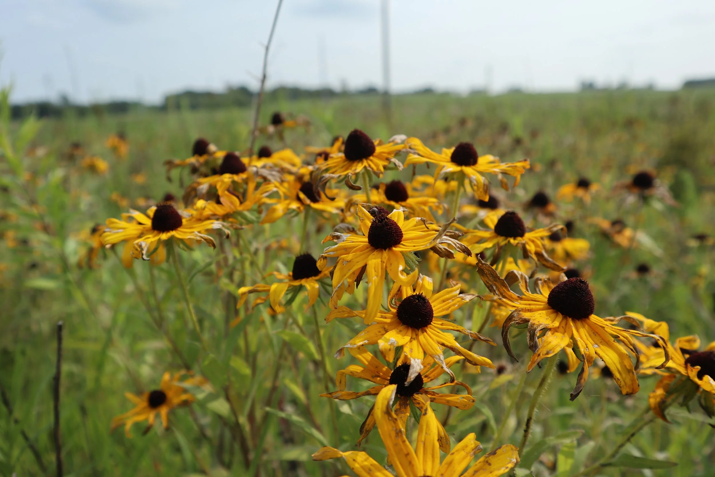 Habitat Protection — Clean River Partners