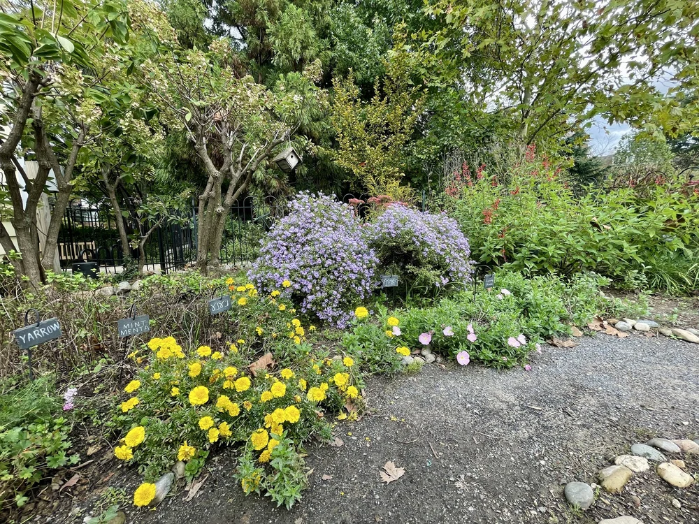 Friends of Mitchell Park