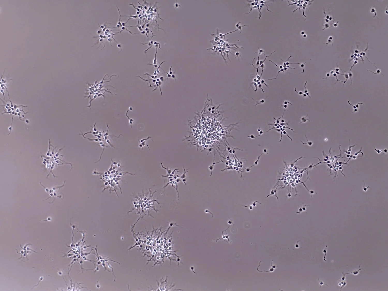 Open Positions — Rothstein Lab