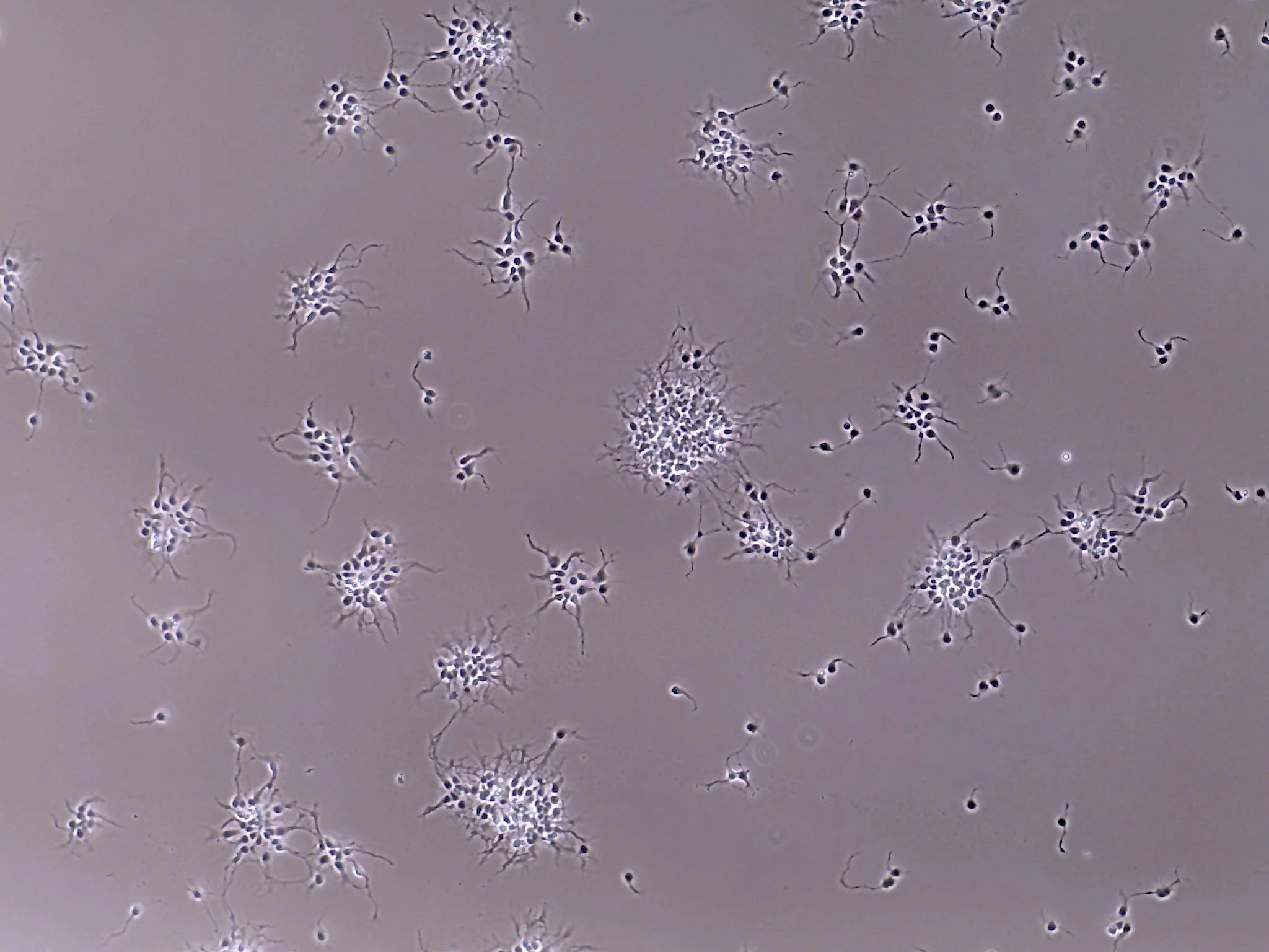 Open Positions — Rothstein Lab