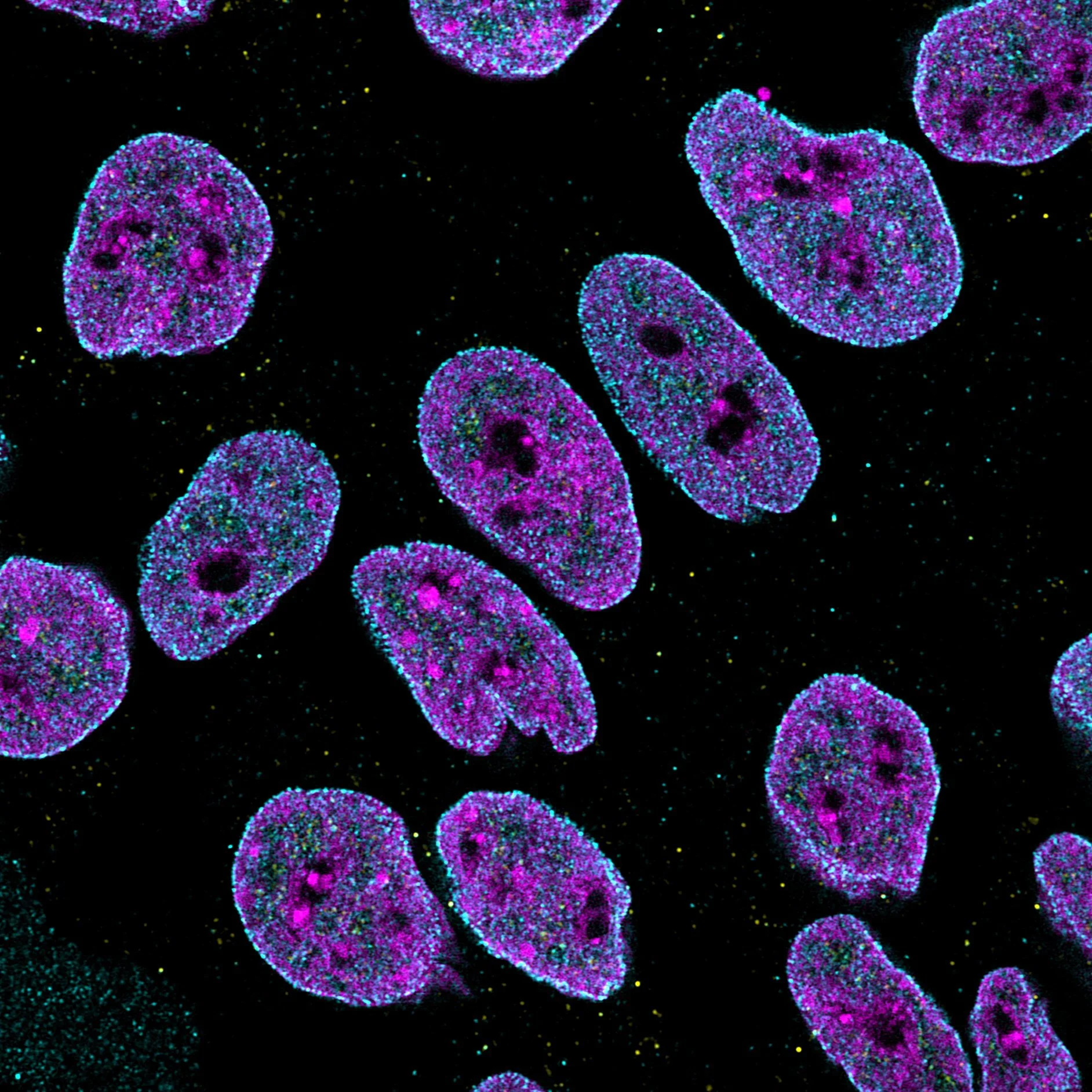 About — Rothstein Lab