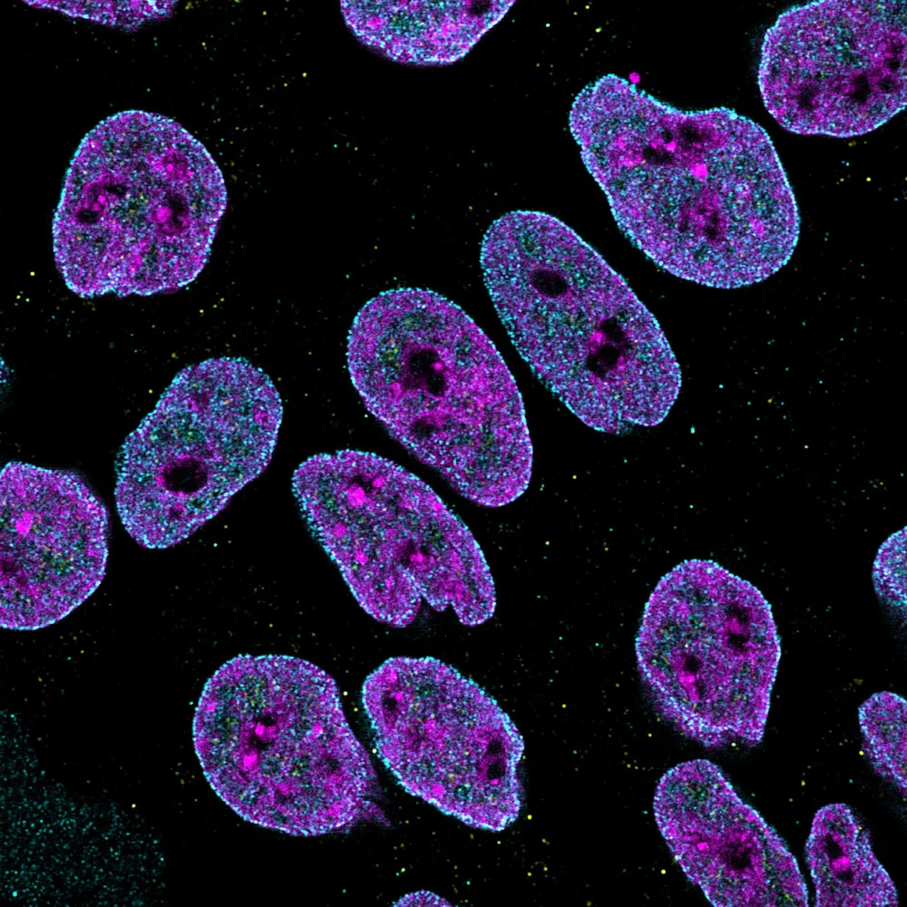 About — Rothstein Lab