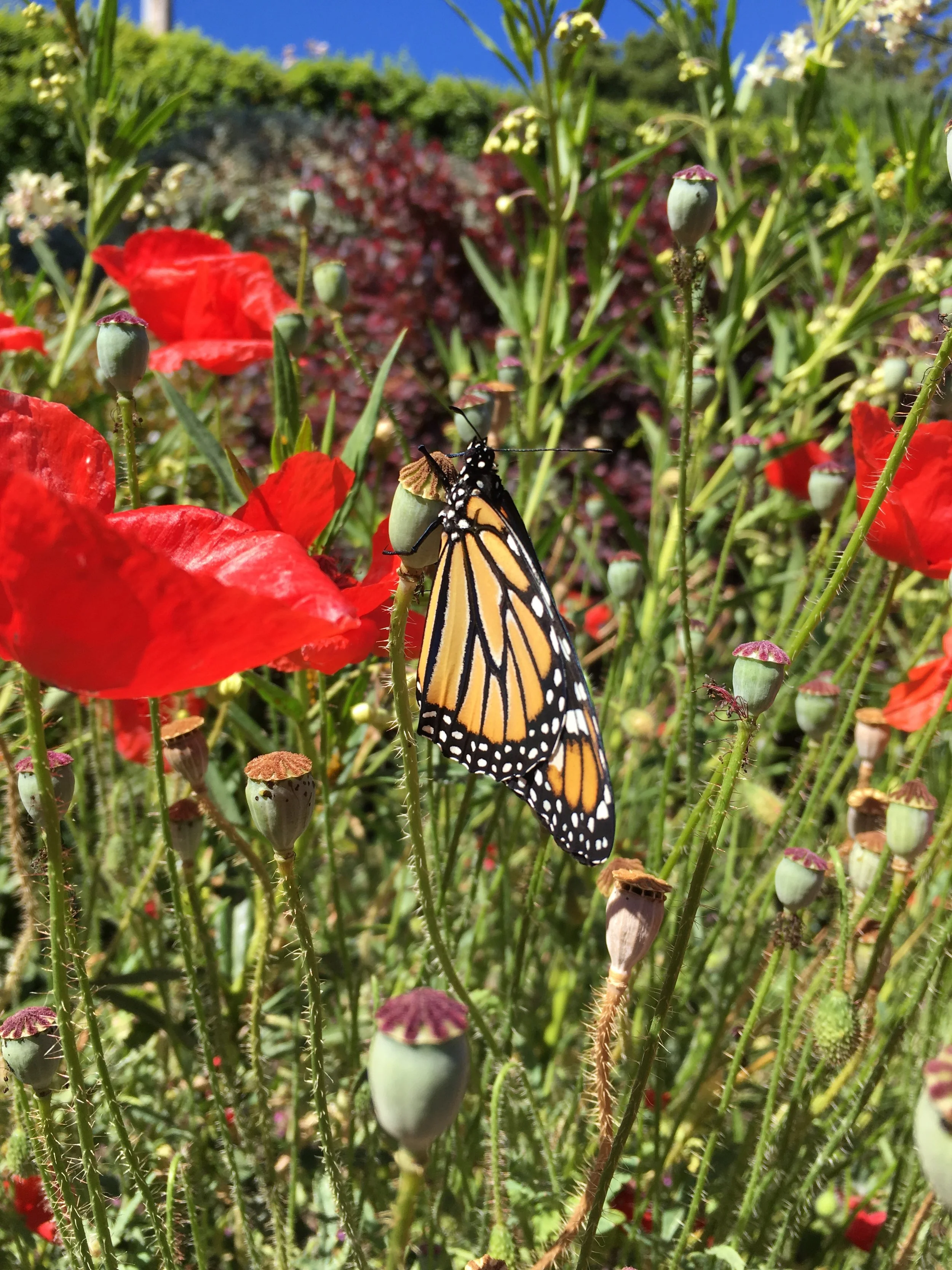 Marin Monarch Working Group