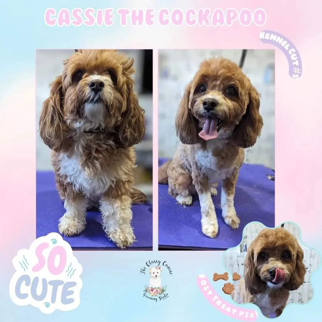 The Classy Canine - Grooming Studio