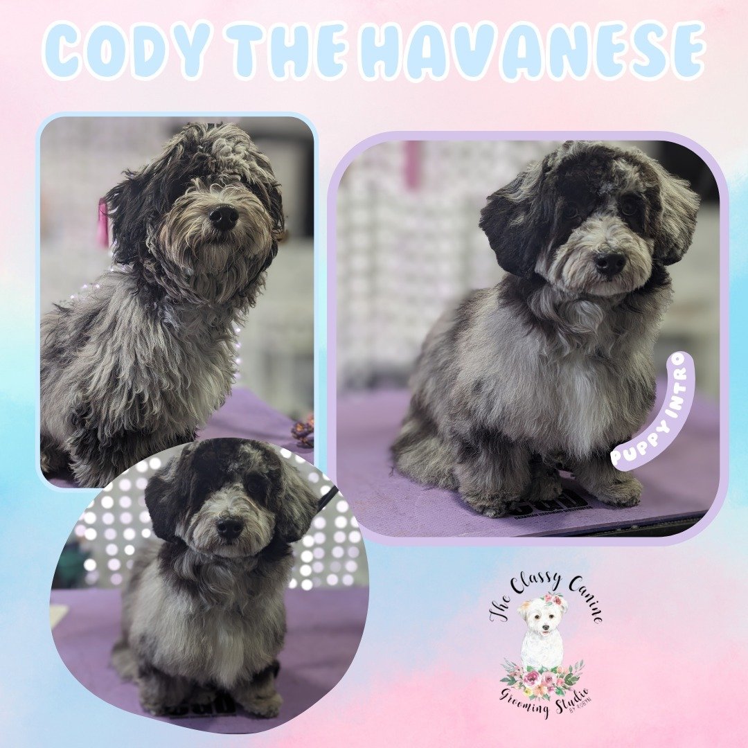 The Classy Canine - Grooming Studio