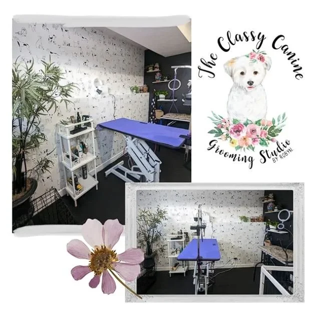 The Classy Canine - Grooming Studio