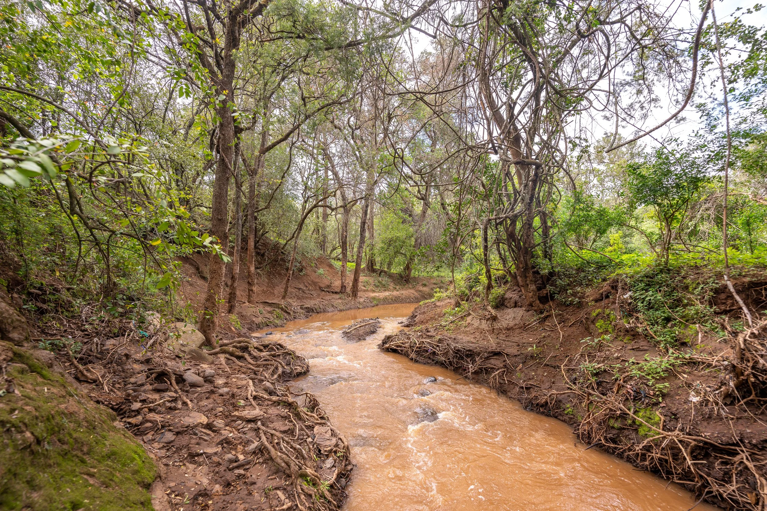 Conservation — Lolldaiga Valley