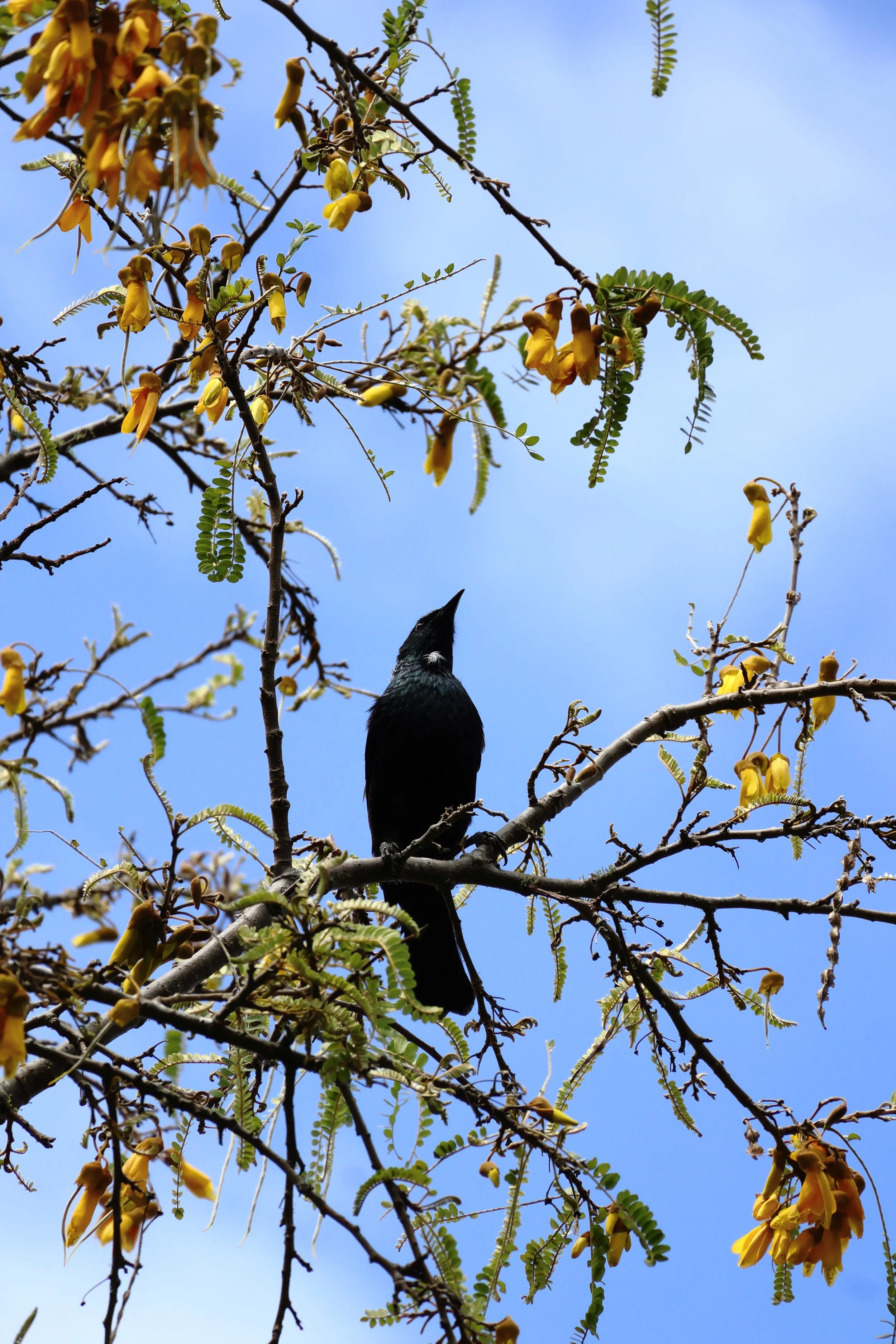 Services — Chronically Ellen | Auckland Product Photography