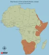 Meet the Aardwolf: Africa’s Termite-Eating Hyena — Amalinda Safari ...