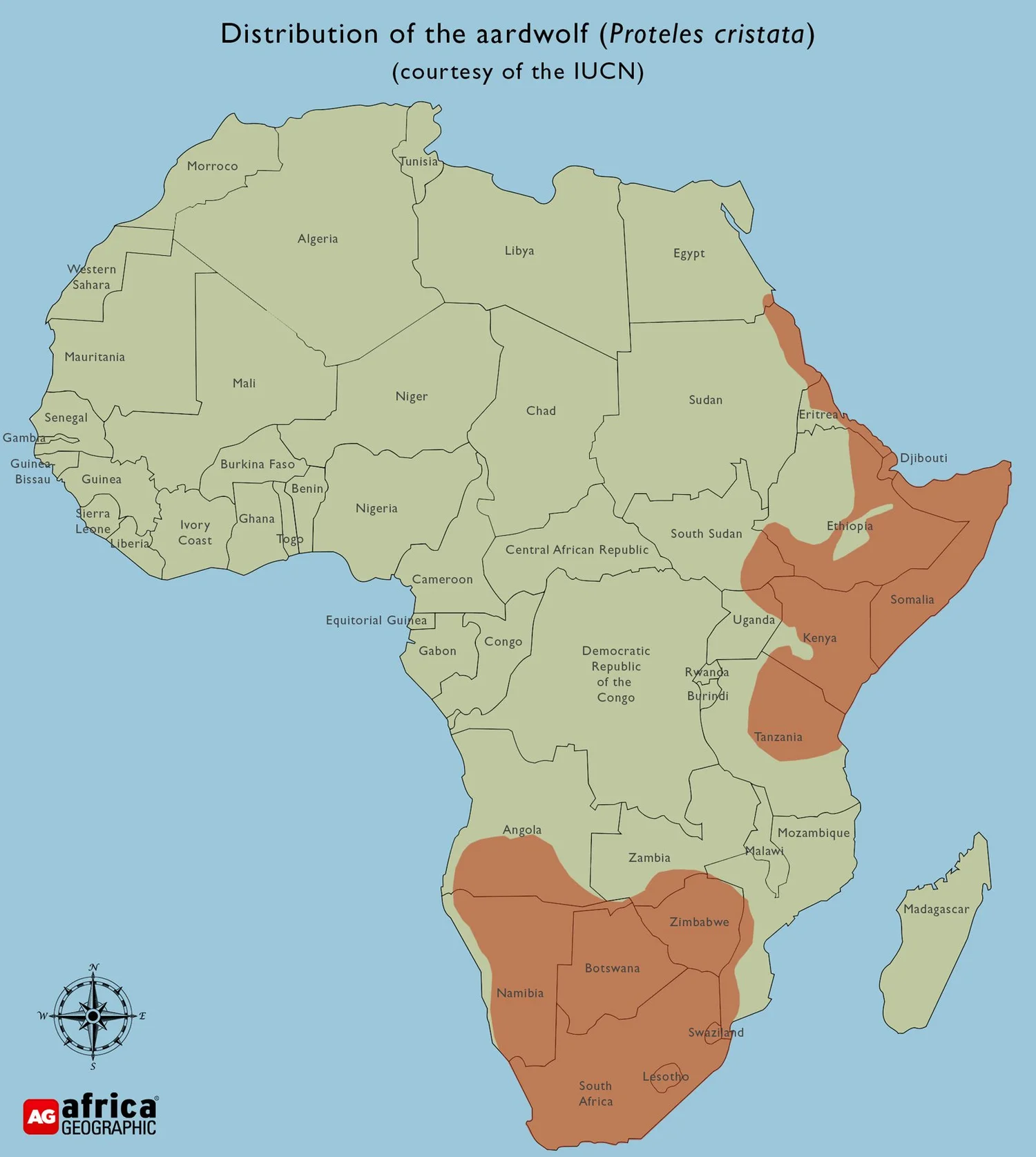 Meet the Aardwolf: Africa’s Termite-Eating Hyena — Amalinda Safari ...