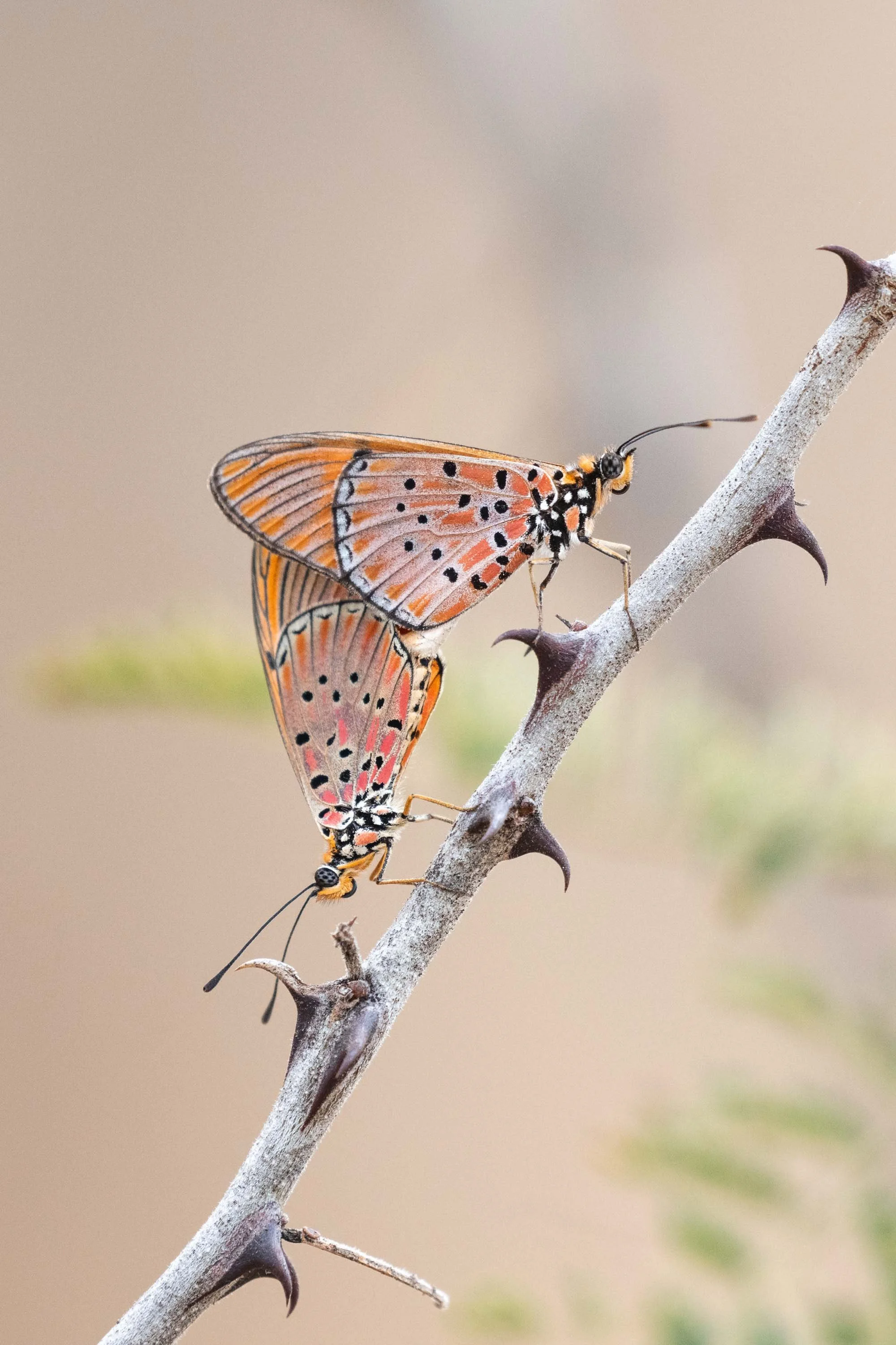 Wildlife in Zimbabwe | Amalinda Safari Collection