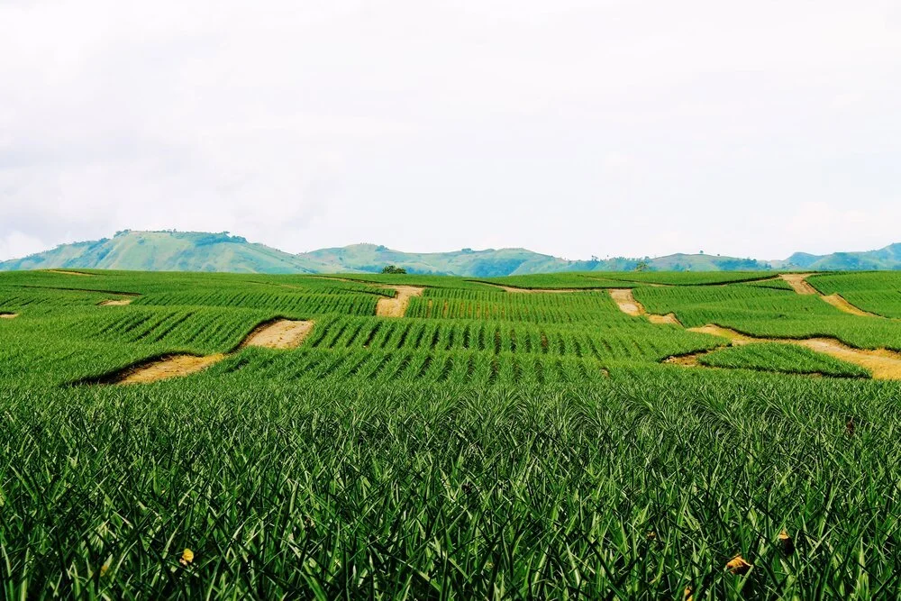 Nosotros — Grupo Dorsal
