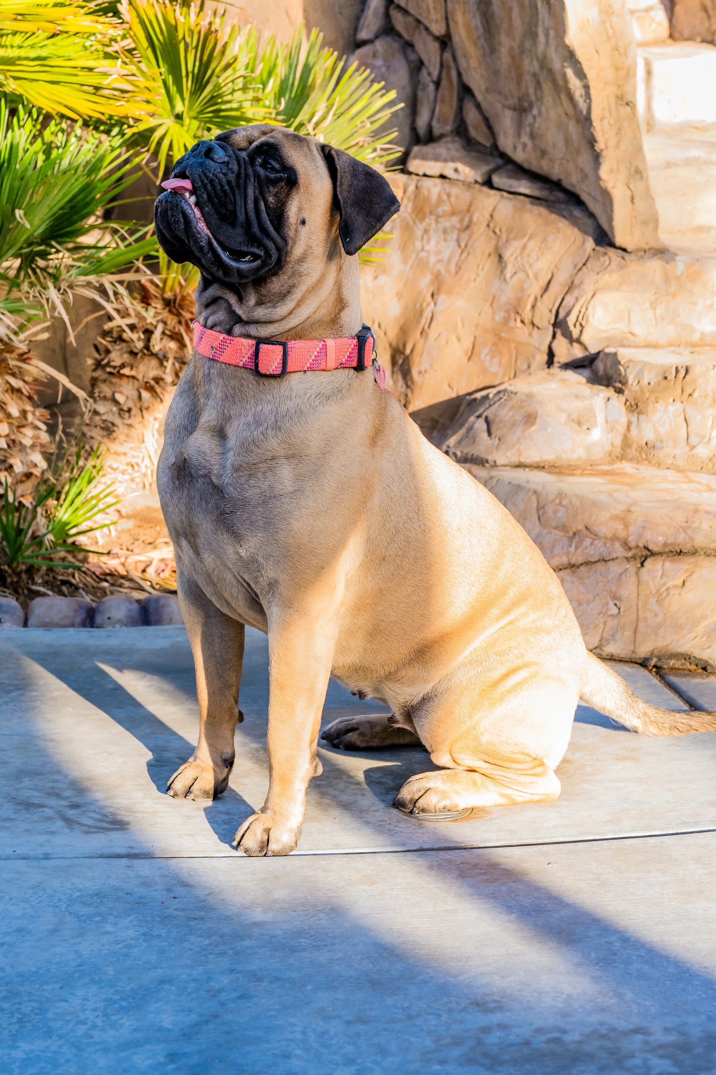 Desert Dynasty Bullmastiffs