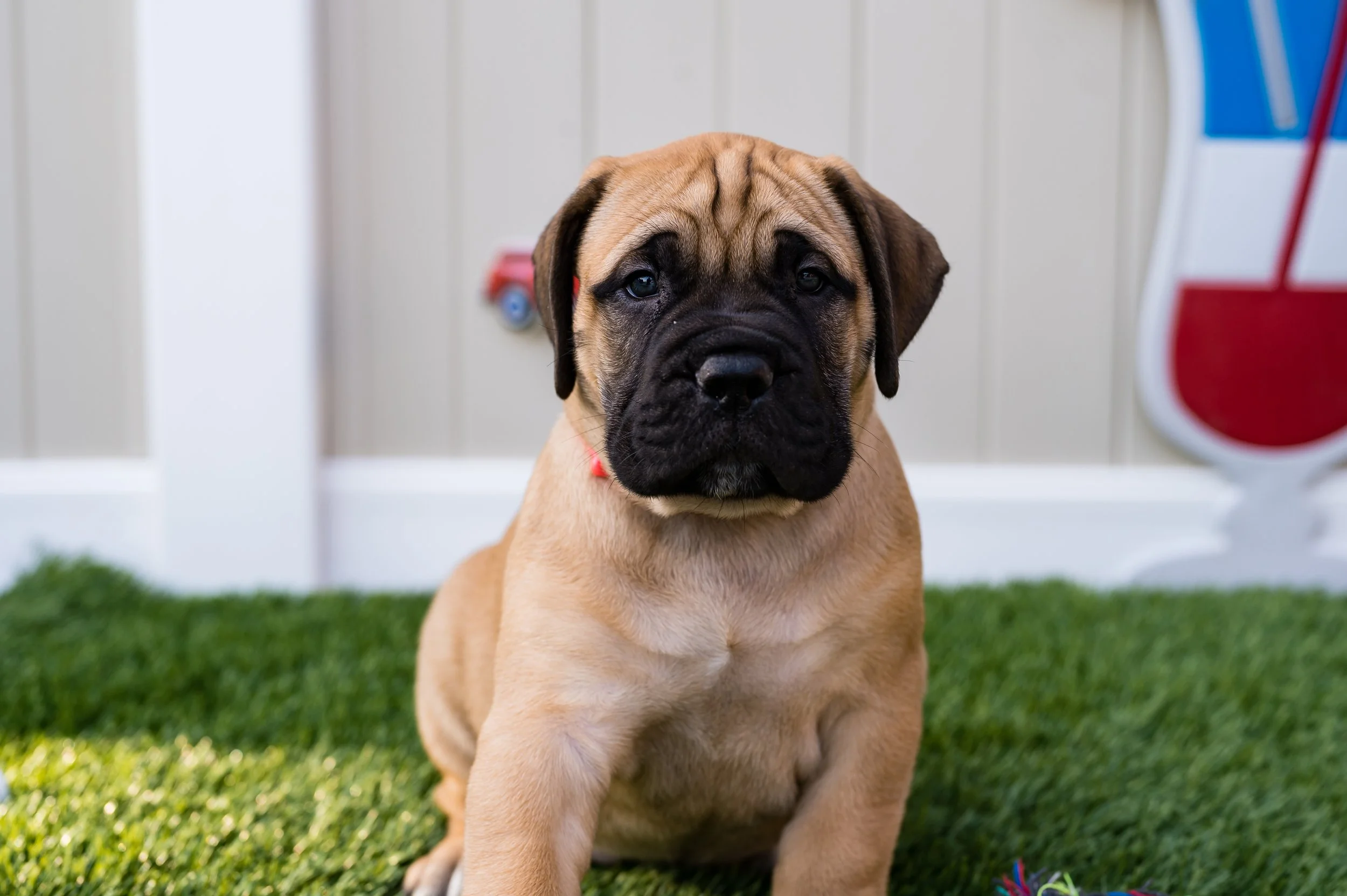 Past Litters — Desert Dynasty Bullmastiffs
