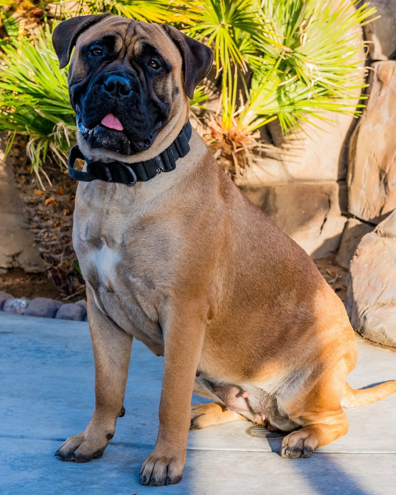 Desert Dynasty Bullmastiffs