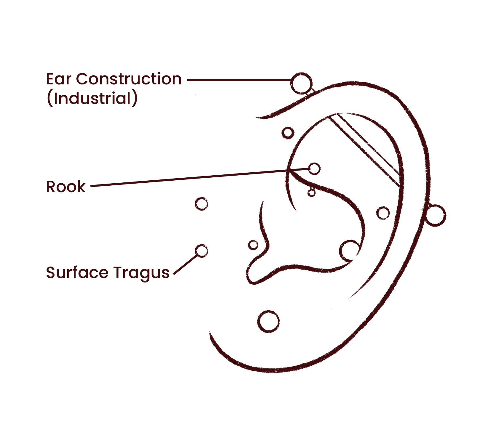 Ear Piercing Prices — Evolution Body Piercing