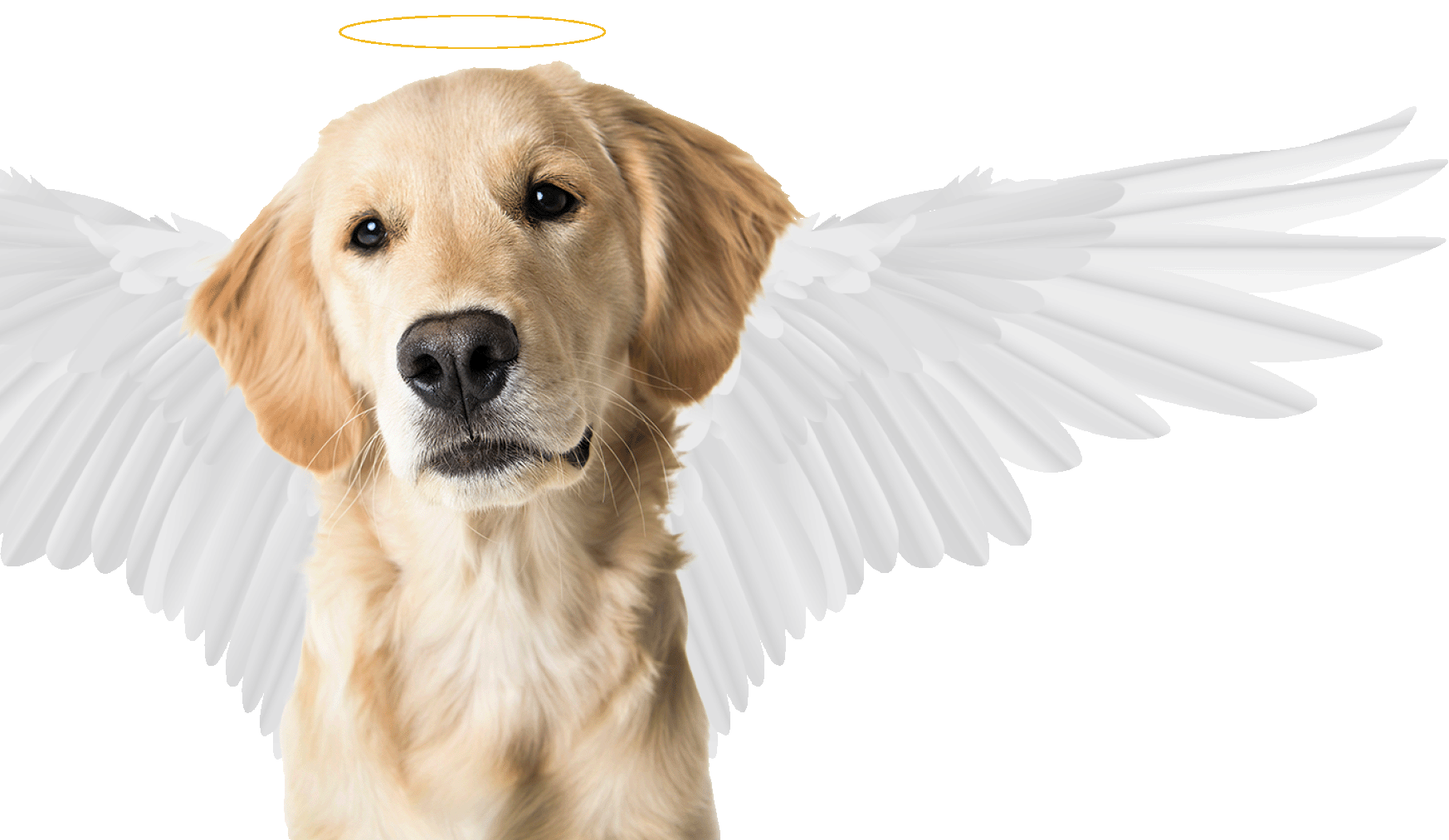 Angel City Dogs, LLC