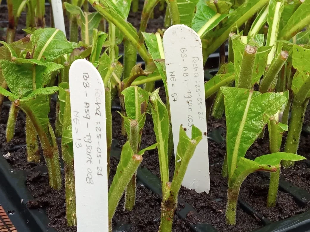 About Us — Scellec Teca