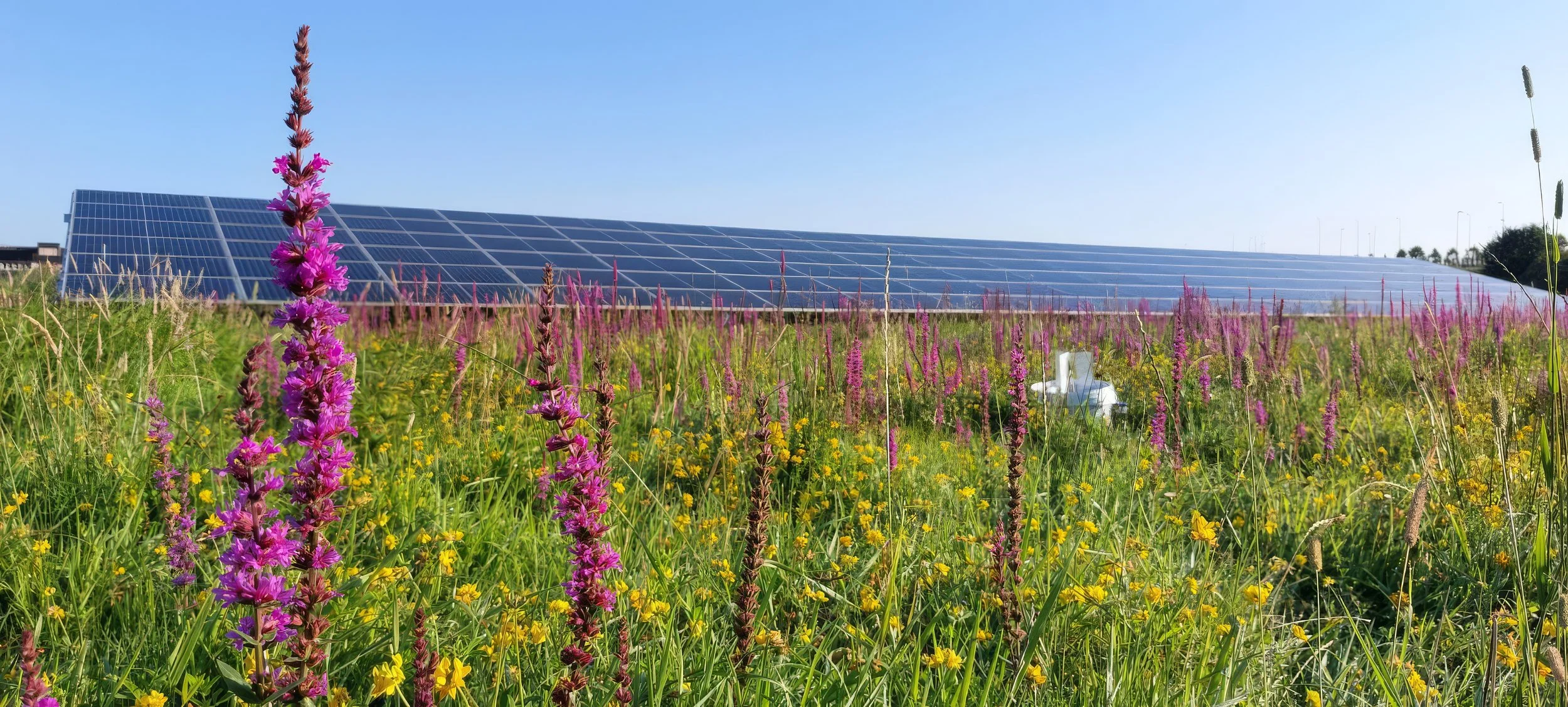 Nieuw EcoCertified Solar Parks-label: zonneparken die energie én natuur ...