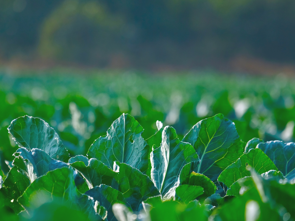 Customized Solutions — CoreFX Ingredients