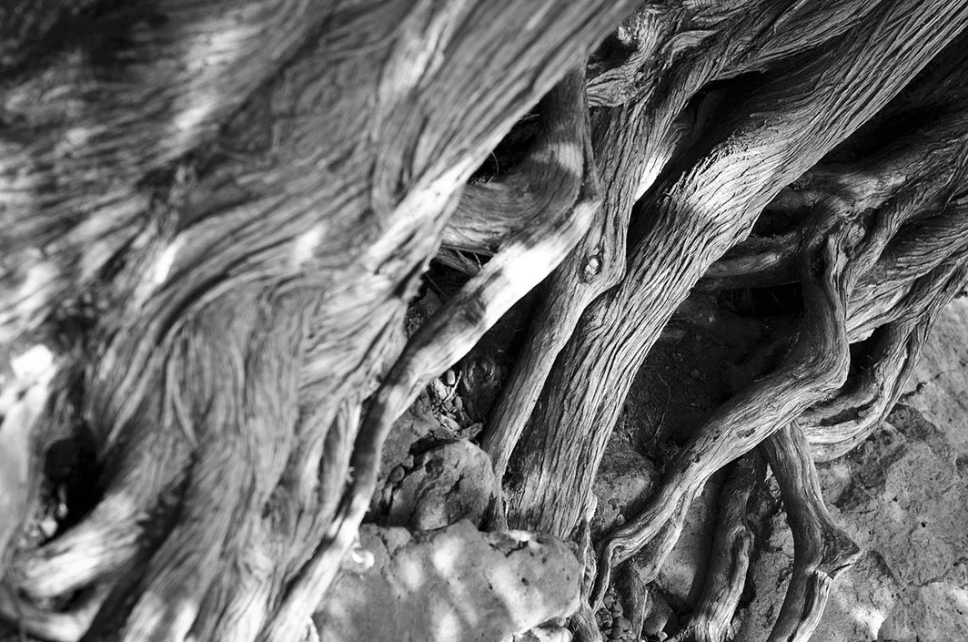 For Providers — ROOTS