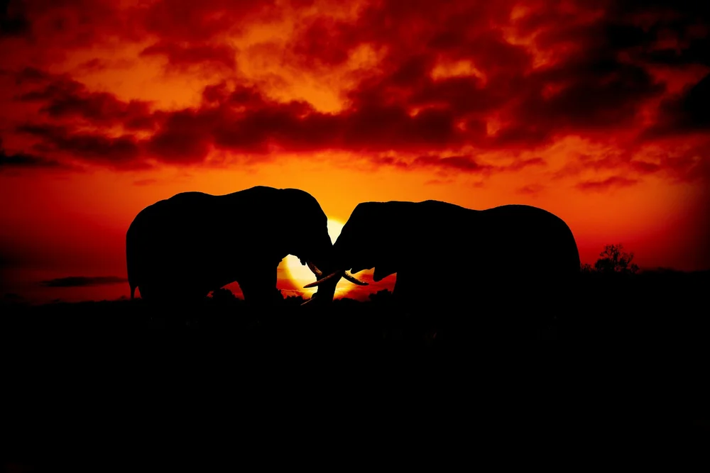 The Majestic African Elephant: A Complete Guide — Walking Wild Africa