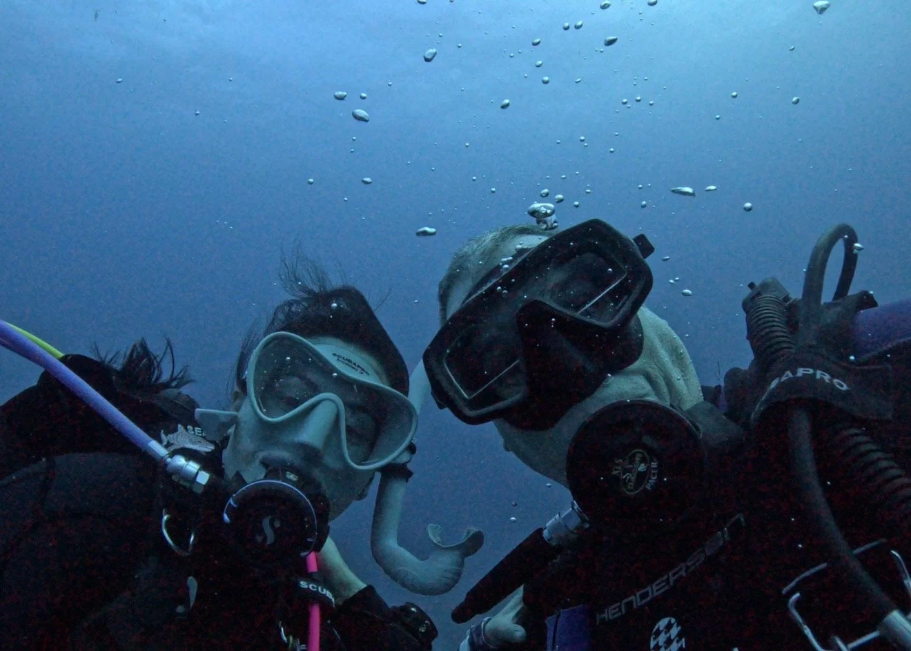 Drift Diving in Palm Beach with Pura Vida Divers: Sharks, Goliaths ...
