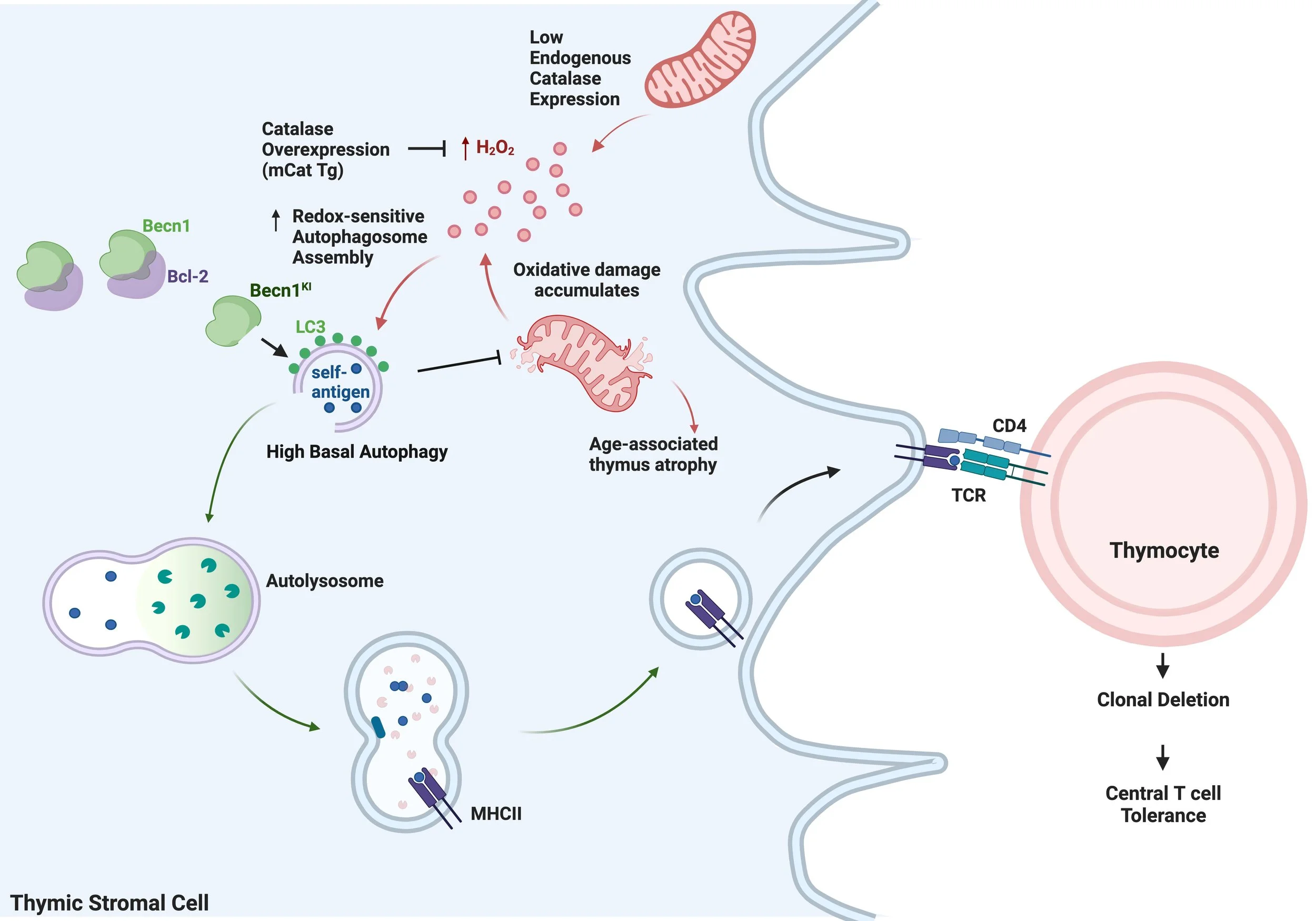 Thymic stromal cell biology at the steady state — Griffith Lab