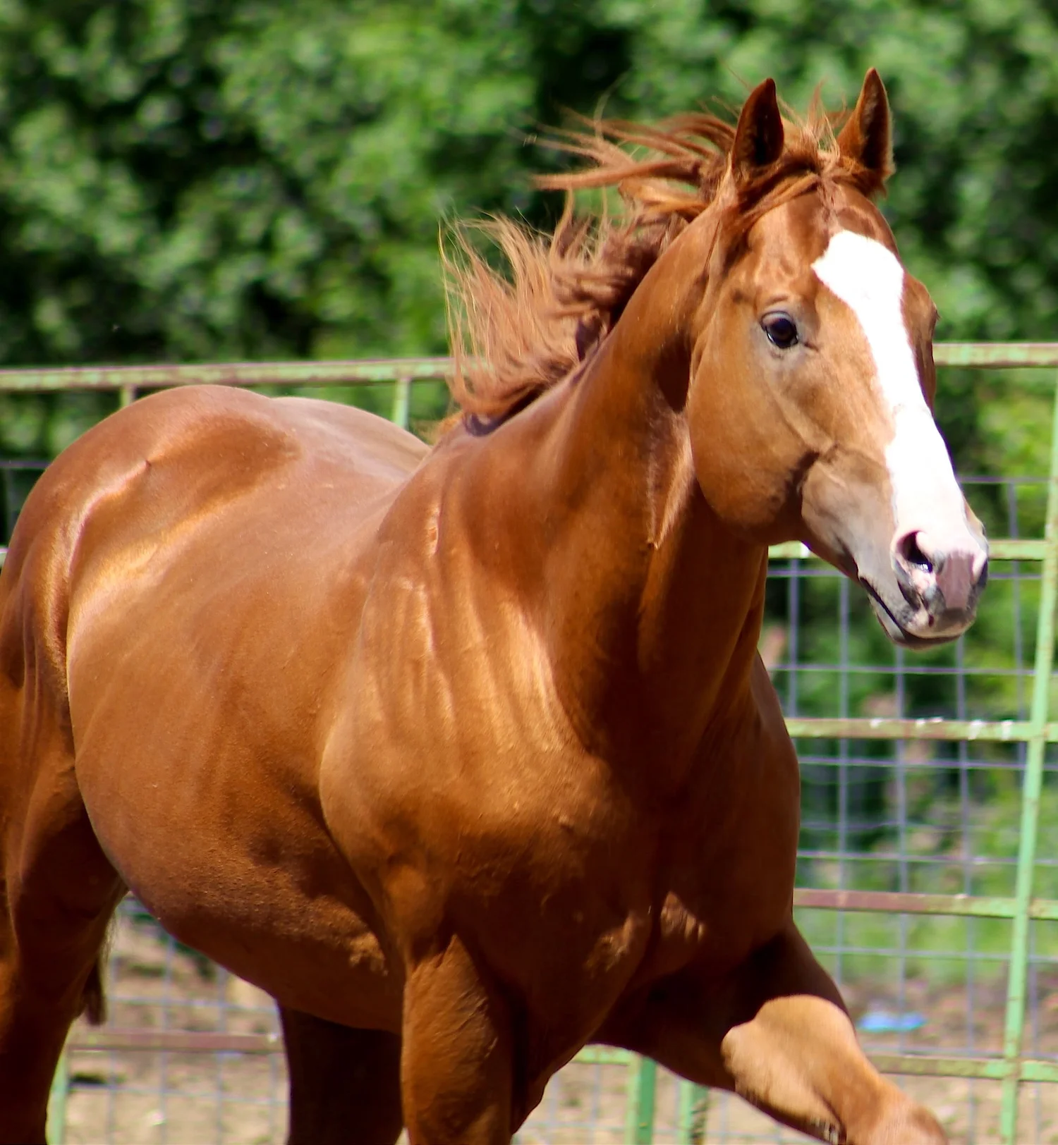 Justa Hitman — donohuequarterhorses.com