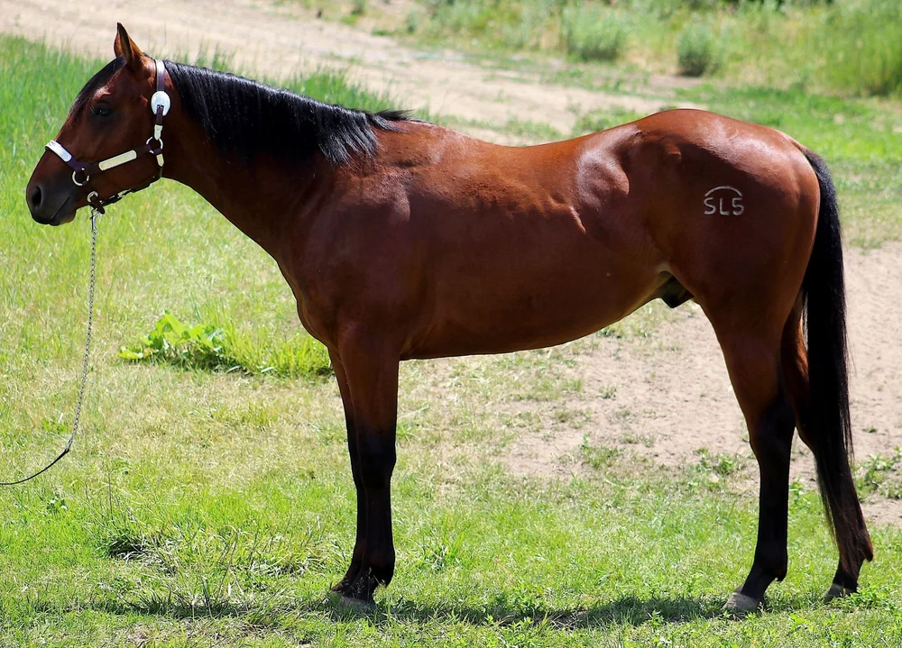 Doc Par Grand — donohuequarterhorses.com