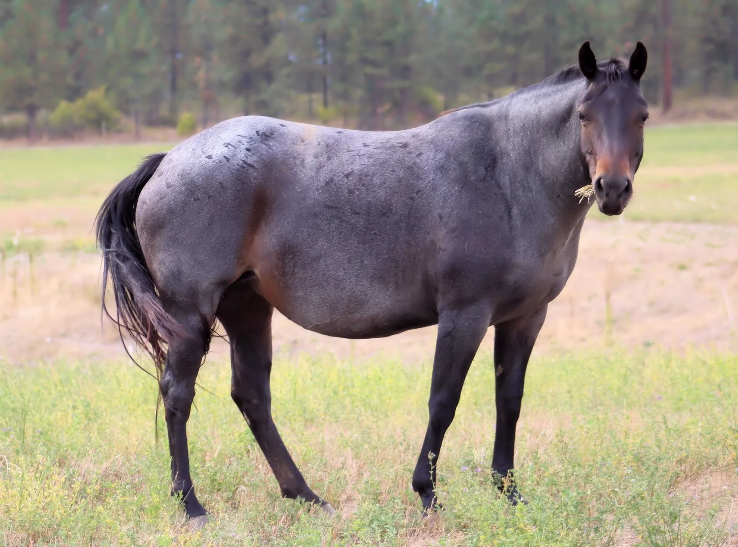 Broodmares — donohuequarterhorses.com