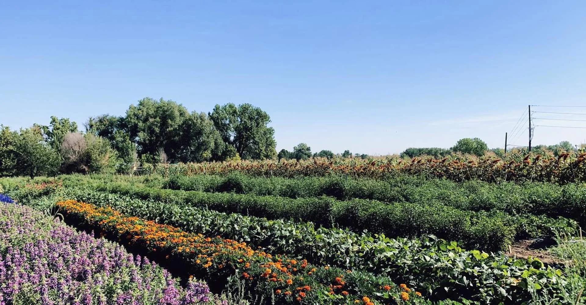 Impact — Zero Foodprint