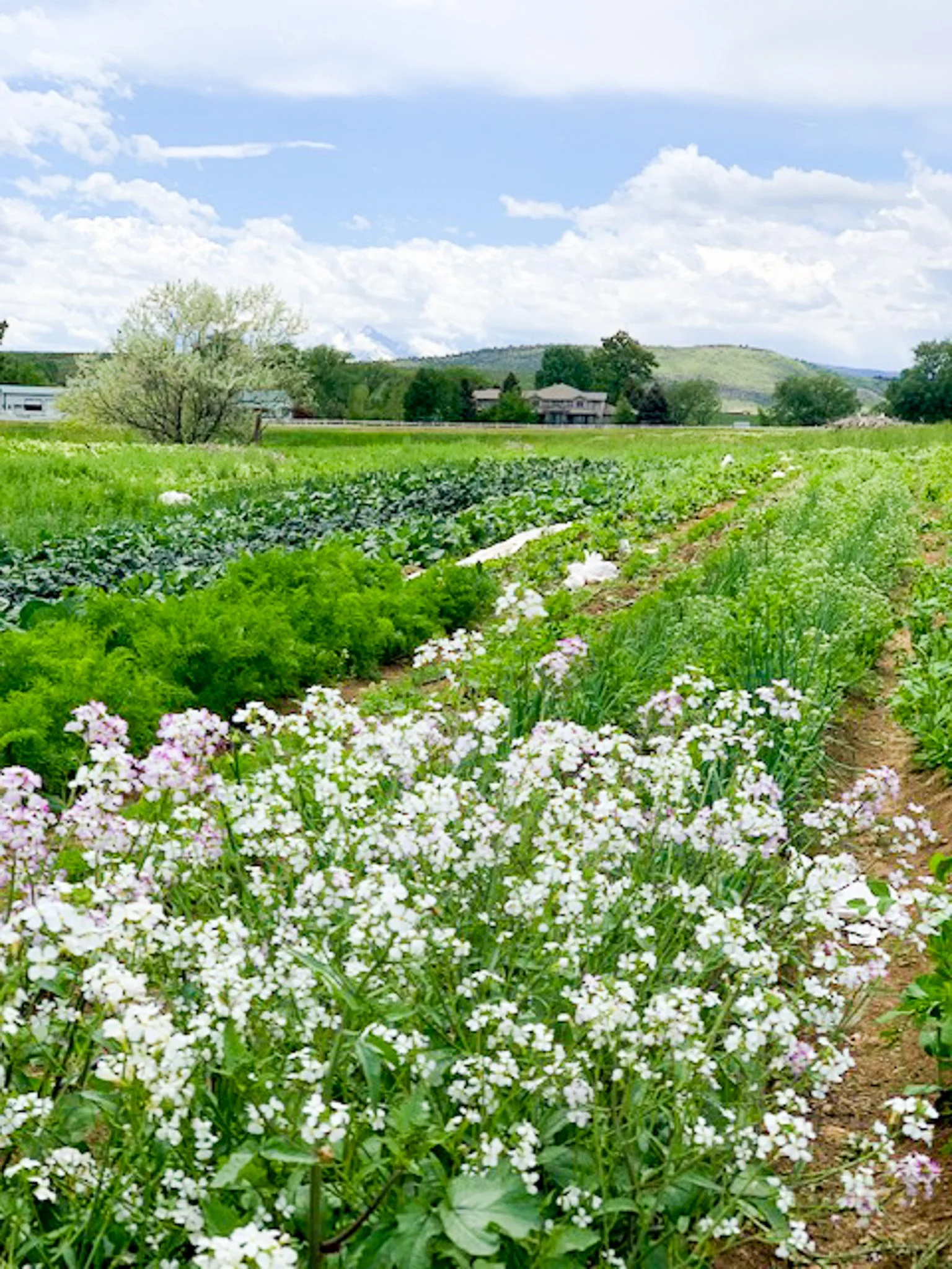 Switch Gears Farm — Zero Foodprint