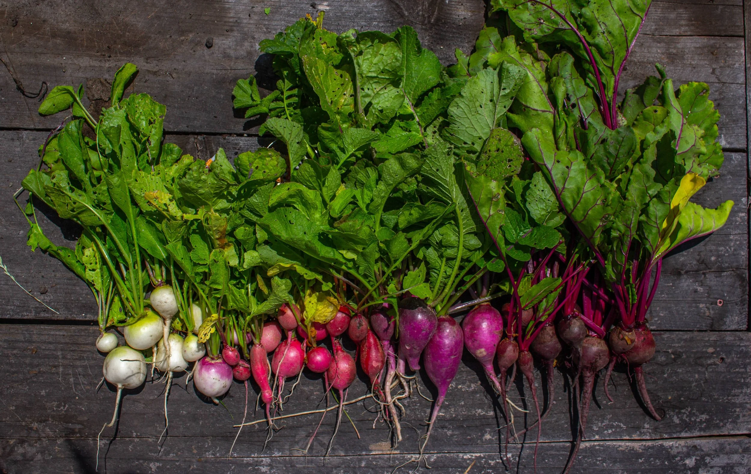 Twisted Fields — Zero Foodprint