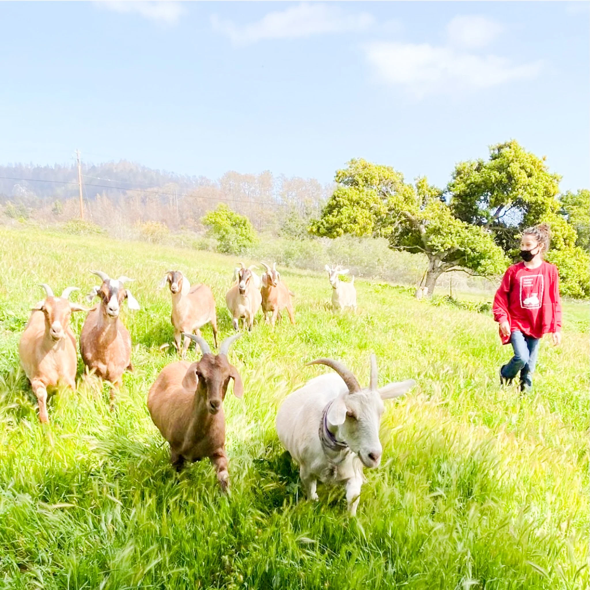 Happy Goat — Zero Foodprint