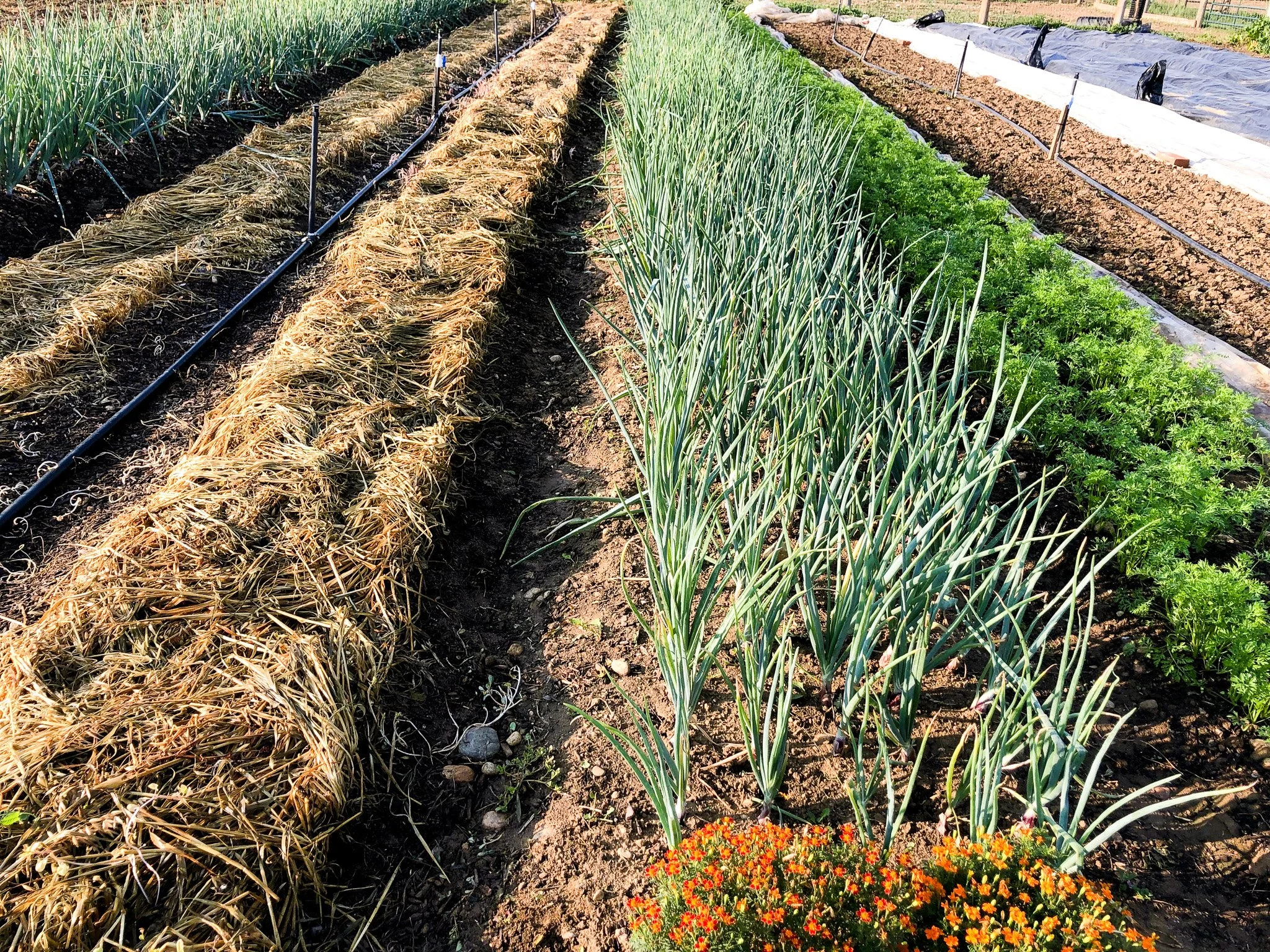 Think Perenially: Wild Wellspring Farm — Zero Foodprint