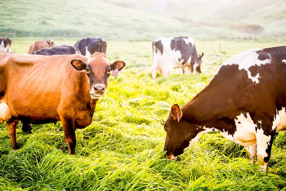 Restore NW — Zero Foodprint