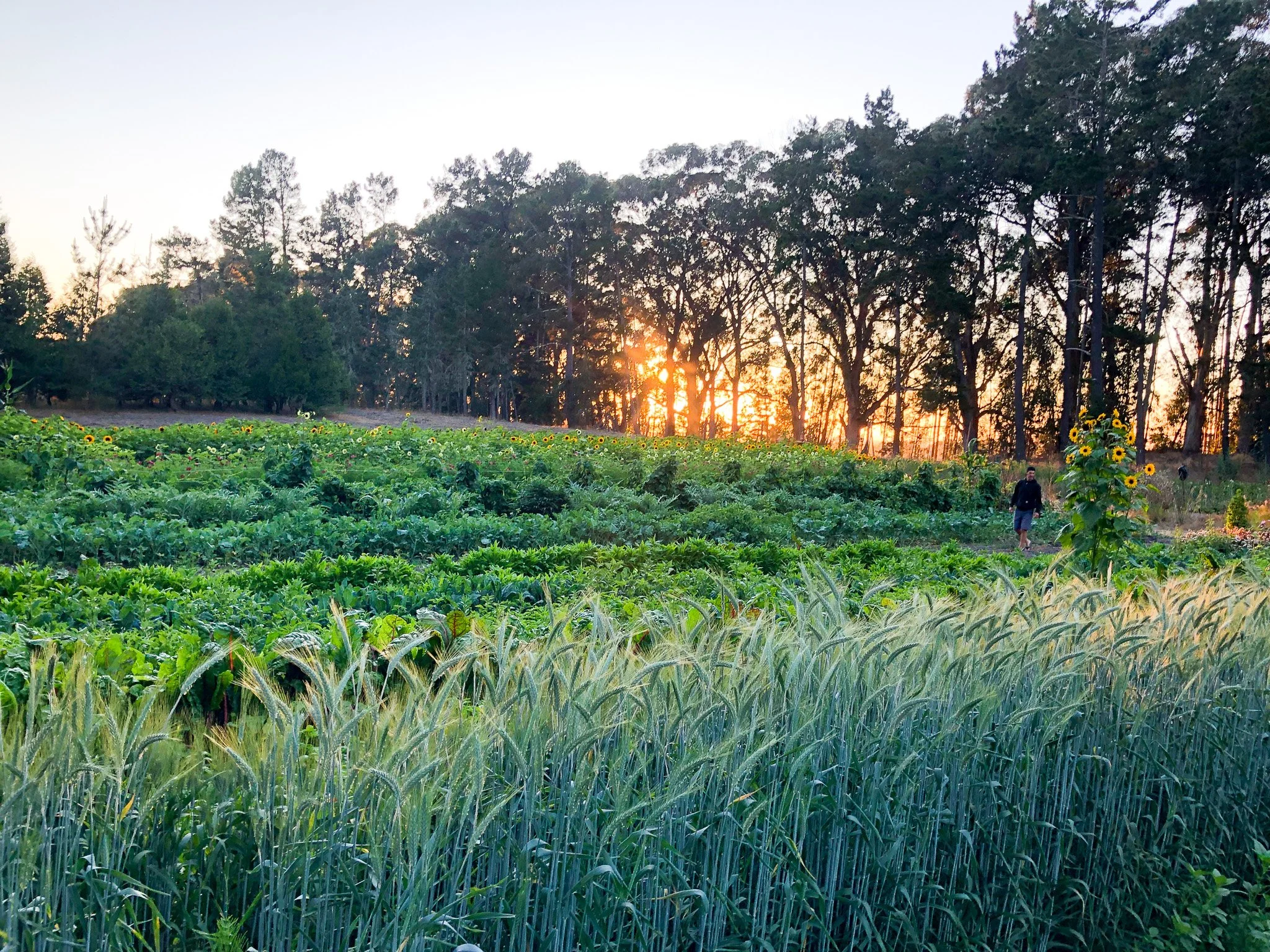 Rancho Siempre Verde — Zero Foodprint
