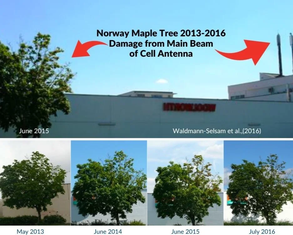 The Science on Wireless Radiation