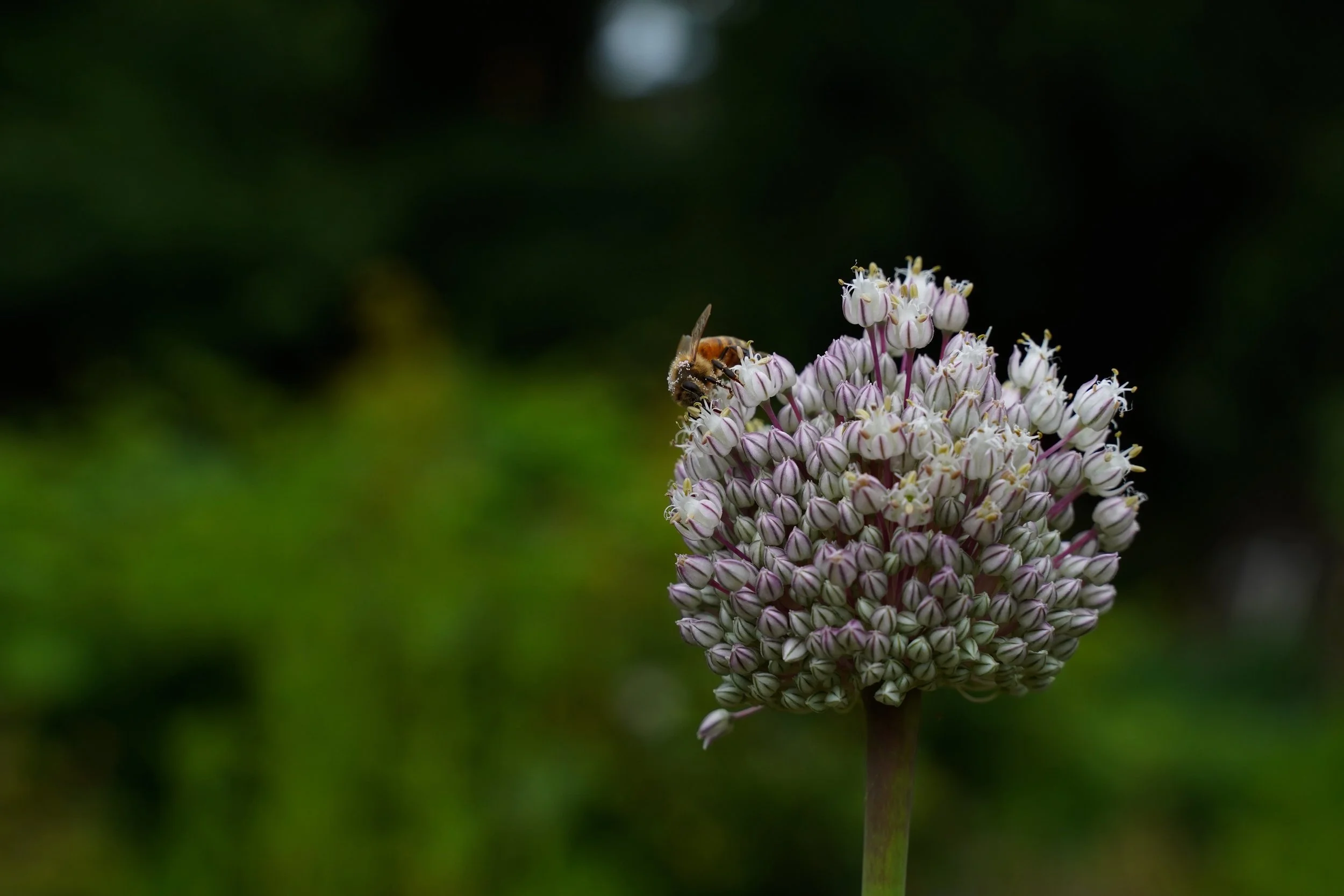 Events — Strathcona Community Gardens