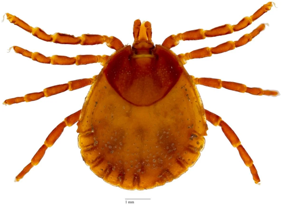 Get Involved — IUCN parasite specialist group