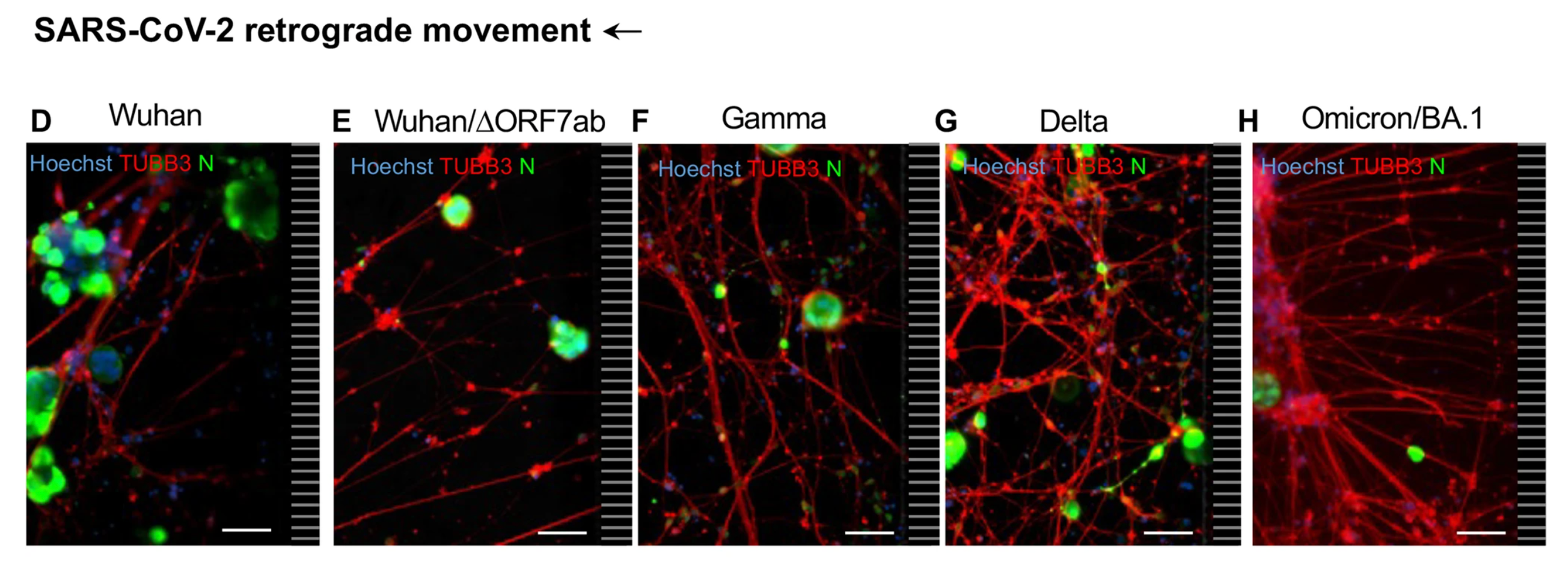 Reviews — MICROBRAIN BIOTECH