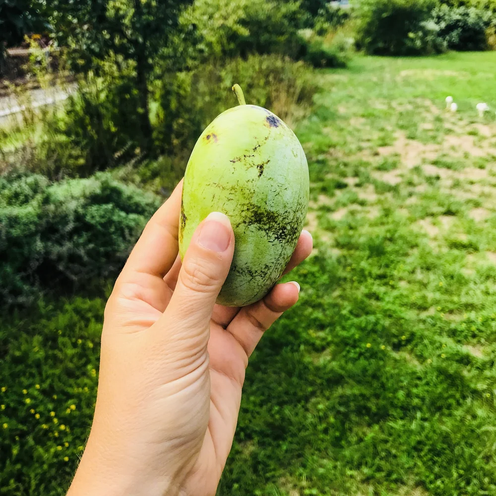 Pawpaw Smoothie — Everyday People Magic