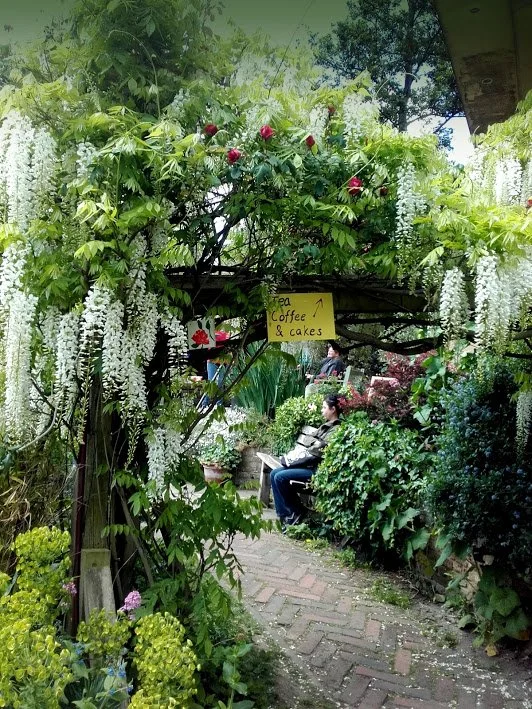Wisteria Arch Gallery — Culpeper Community Garden